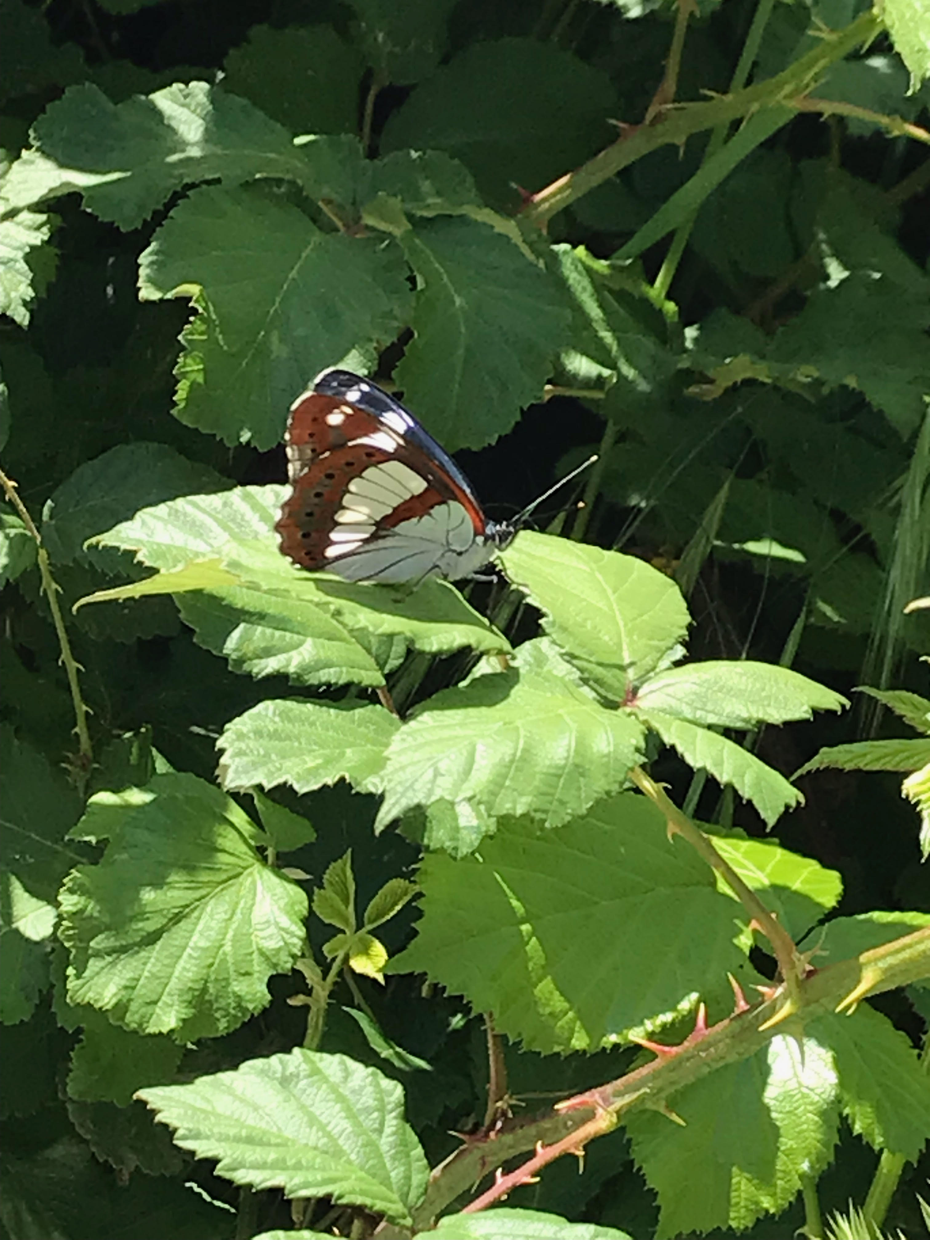 Scouting for Men, or Traditional Values in a Liberal Education – Philip ...